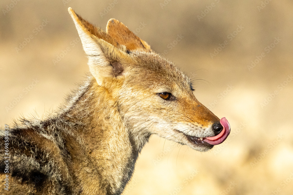 Black-backed jackal (Rooijakkals) (Lupulella mesomelas) hunting Ring ...