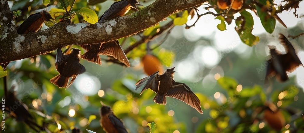 Pemba Flying Foxes migrate to mainland Tanzania when mango fruits ripen ...