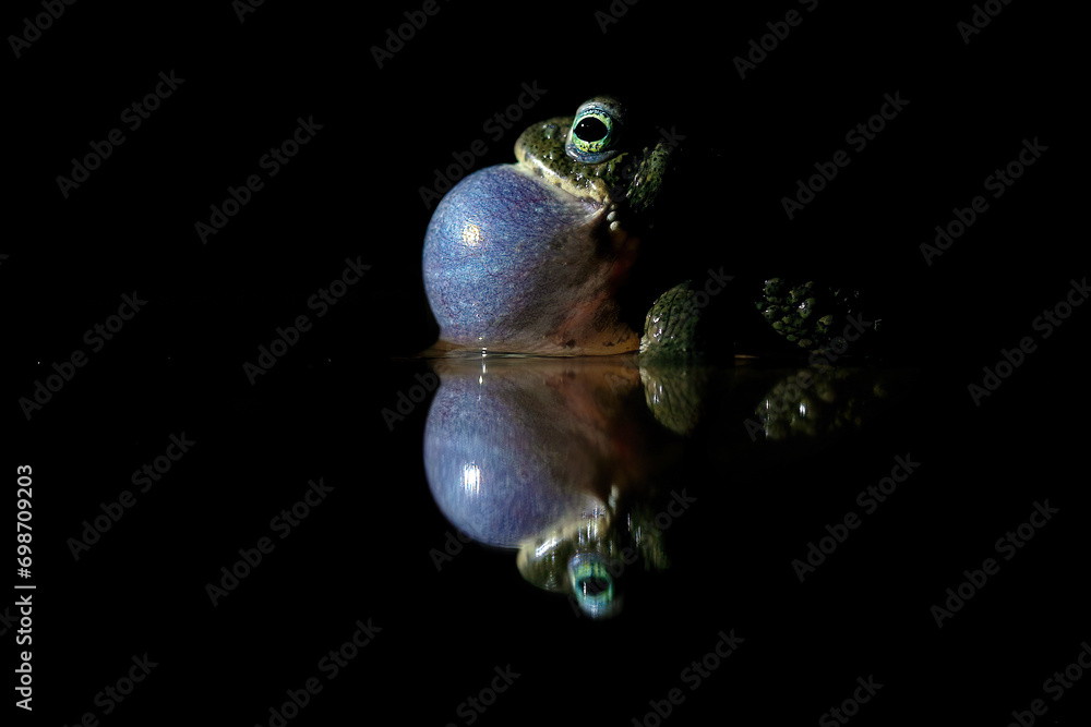 Mysterious frog with a swollen vocal sac in darkness Stock Photo ...