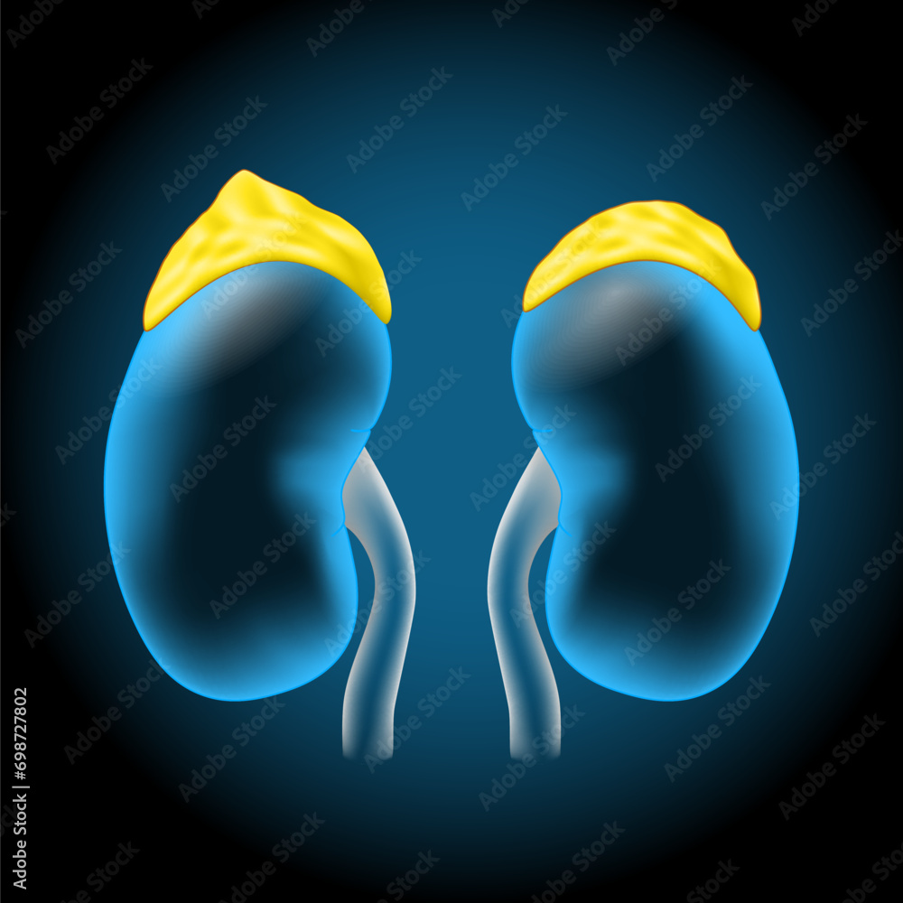 Poster Adrenal glands. Realistic transparent blue human kidneys – Wall ...