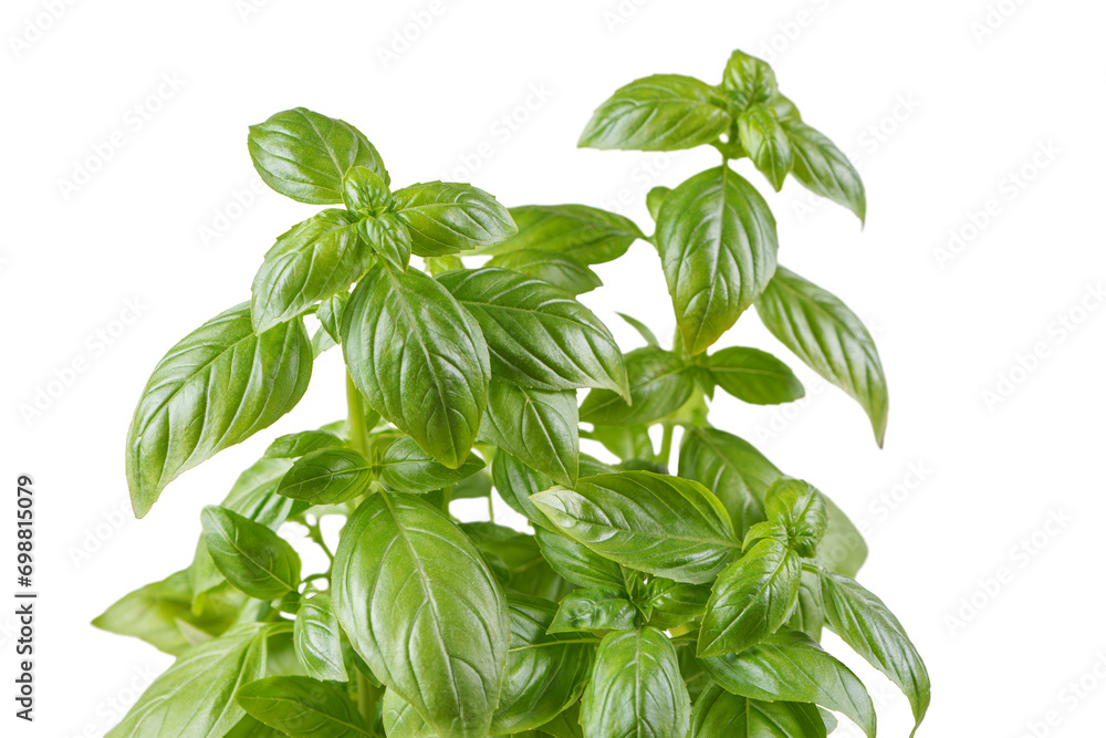 Fresh green organic basil bush on white, transparent background, PNG ...