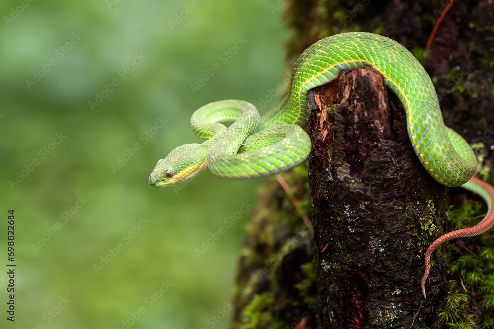 Trimeresurus Albolabris or Green Pit Viper is a subspecies of pit viper ...