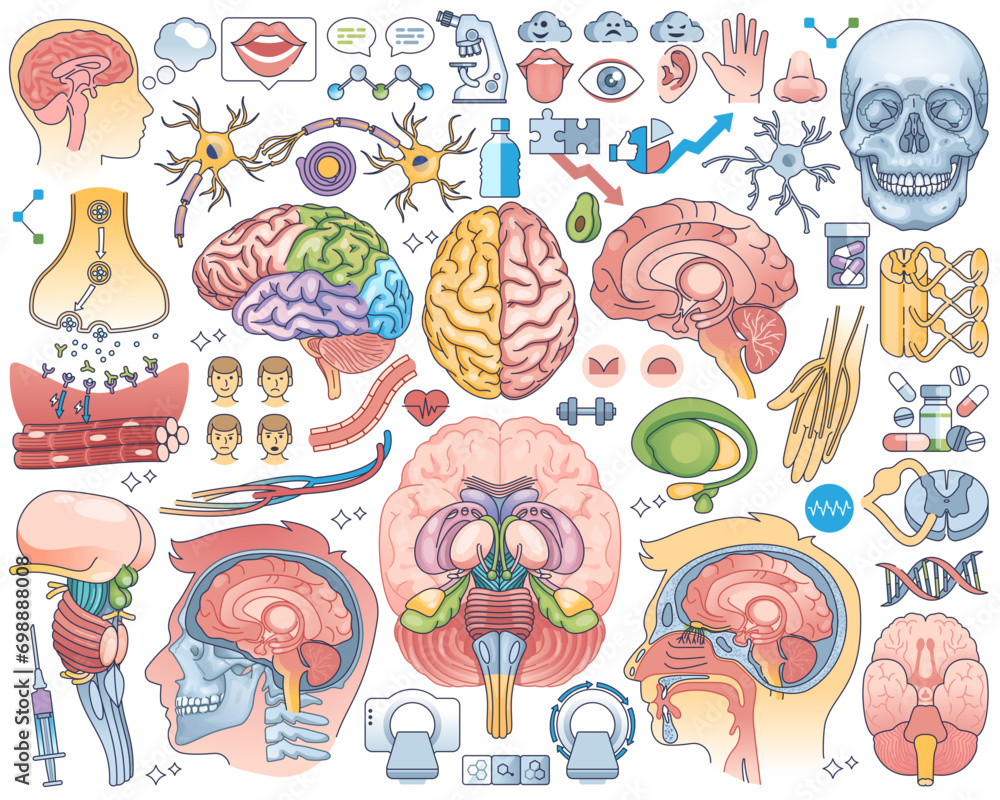 Human brain parts or anatomical head inner organs outline collection ...