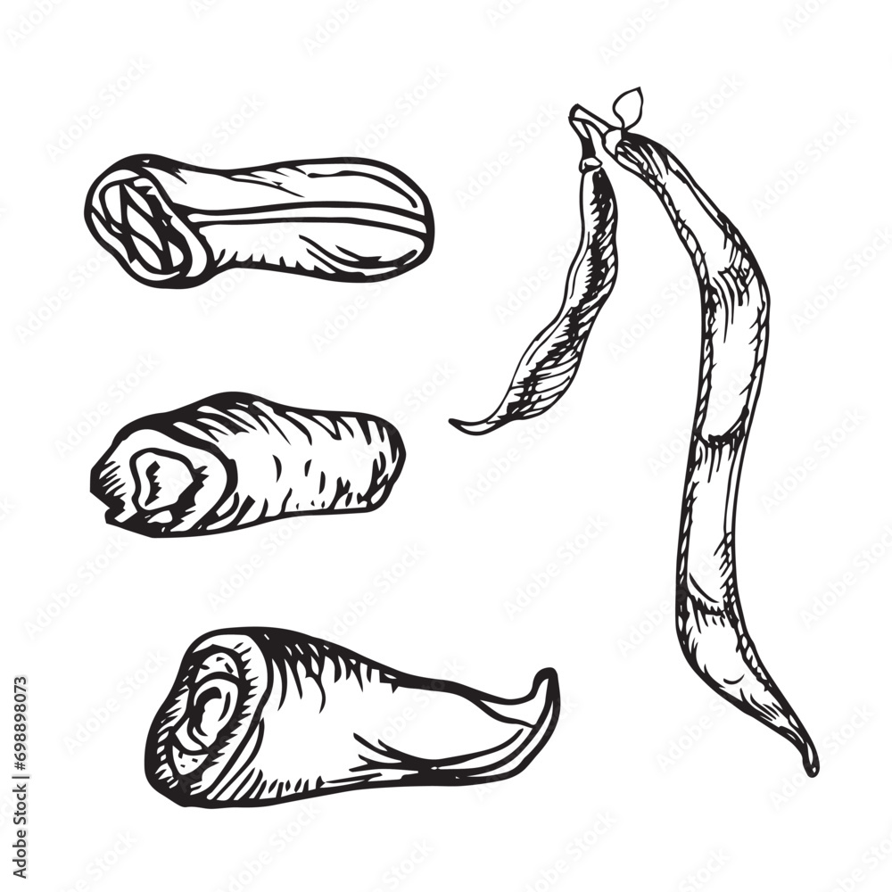 Black string bean plant vector illustration isolated on white. Green ...