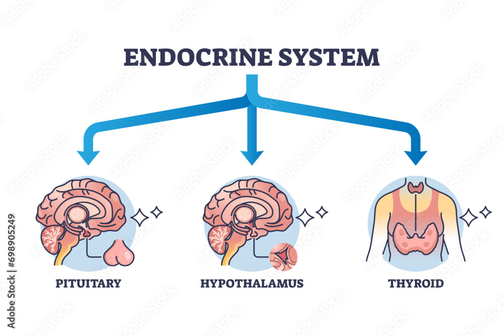 Three main parts of endocrine system with major glands outline diagram ...