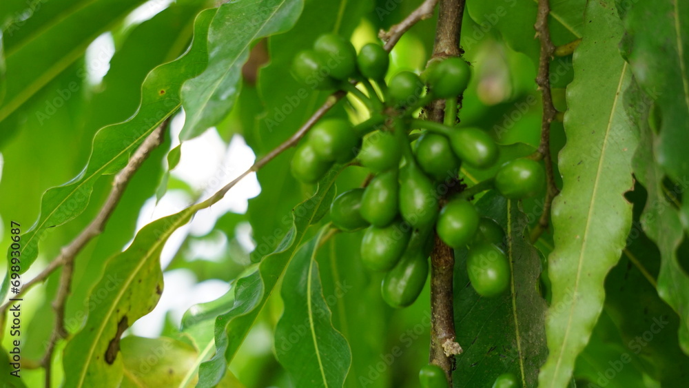 Polyalthia longifolia (glodokan, glodogan tiang ) with a natural ...