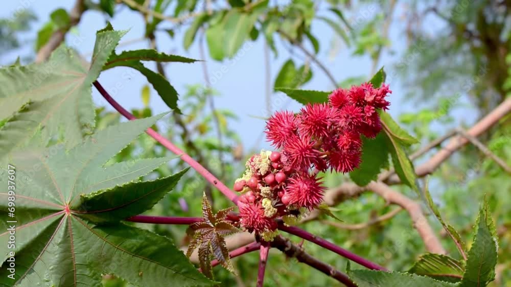 Ricinus communis also known as castor bean or castor oil plant. Herb ...