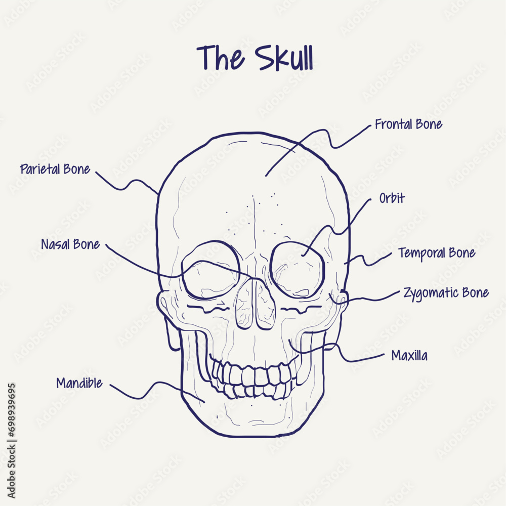 Human skull, human skull bones structure diagram schematic vector ...
