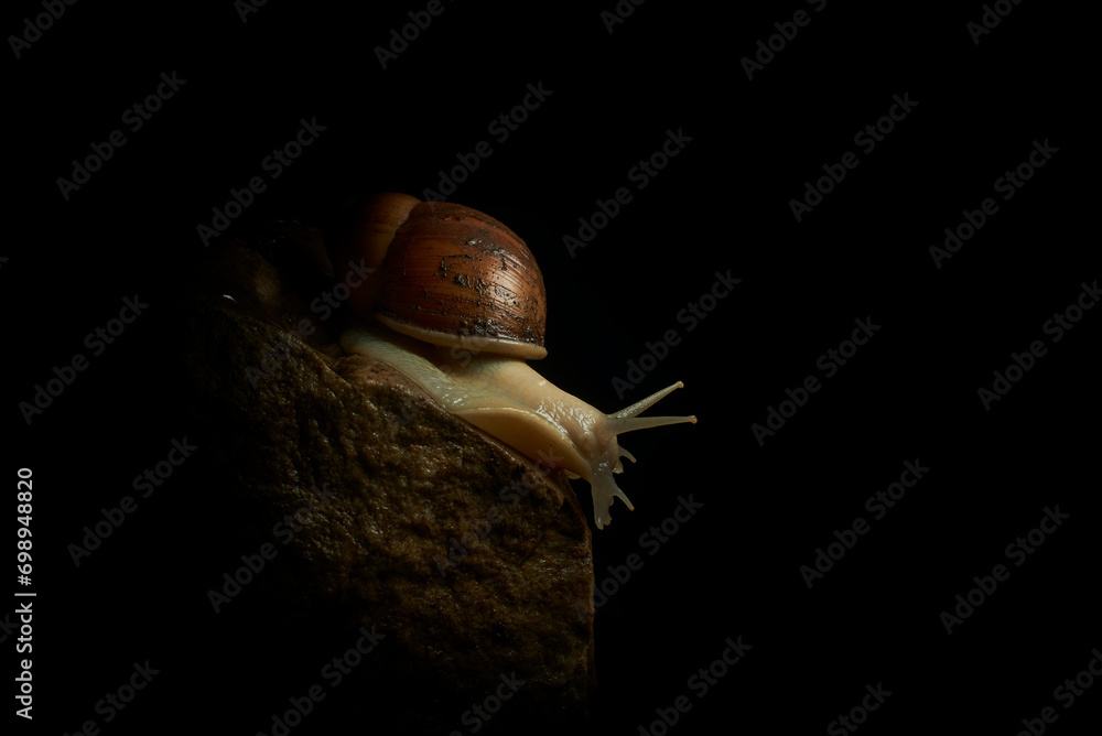 Dive into the microscopic magic of nature with these captivating images ...