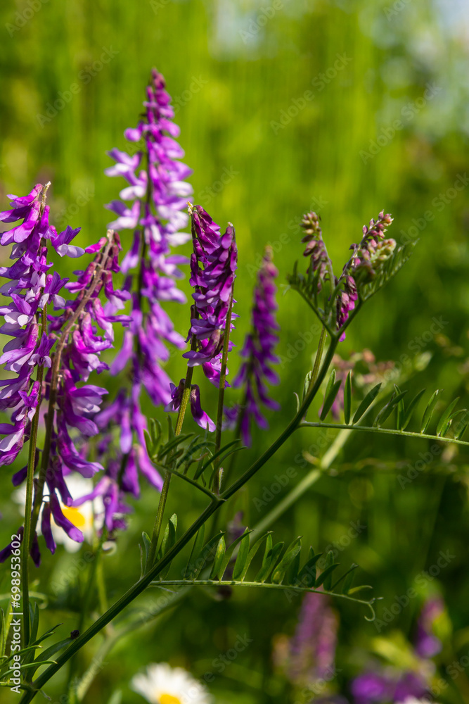 Vetch, vicia cracca valuable honey plant, fodder, and medicinal plant ...