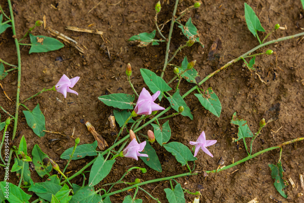 Field bindweed or Convolvulus arvensis European bindweed Creeping Jenny ...