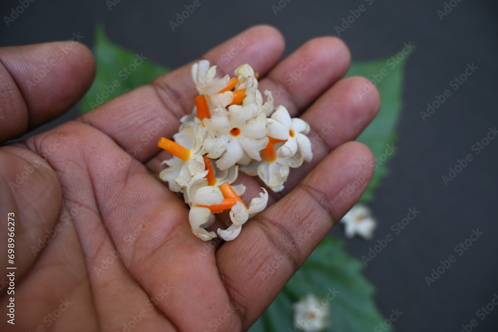 Nyctanthes arbor tristis flower. It's other names night blooming ...