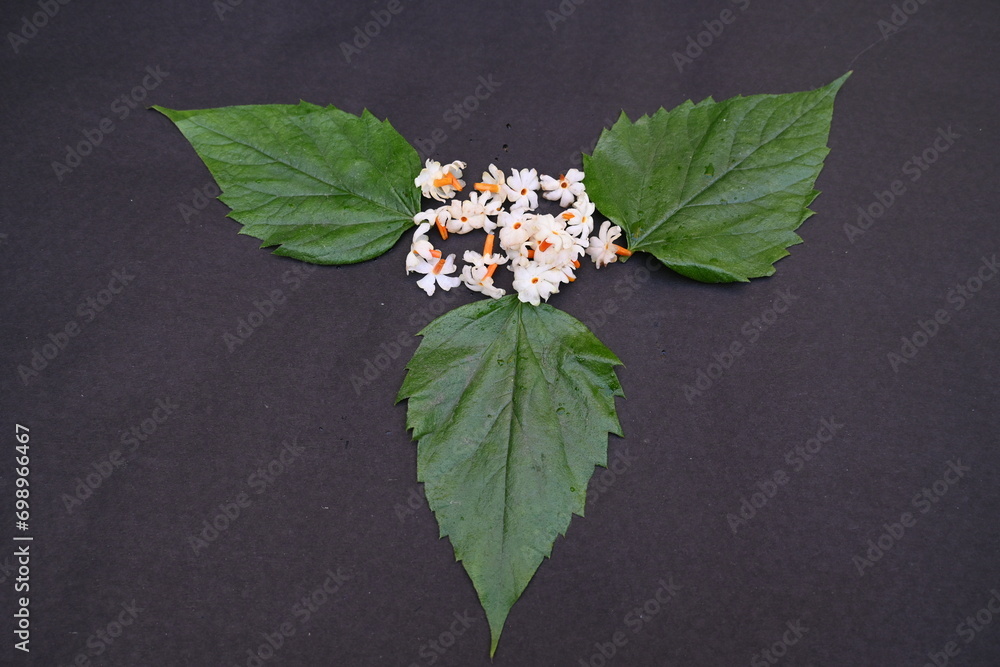 Foto de Nyctanthes arbor tristis flower. It's other names night ...