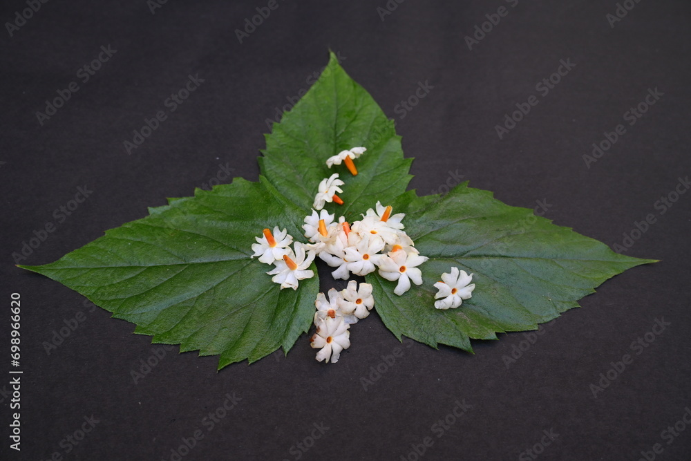 Nyctanthes arbor tristis flower. It's other names night blooming ...