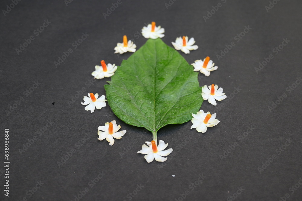 Nyctanthes arbor tristis flower. It's other names night blooming ...
