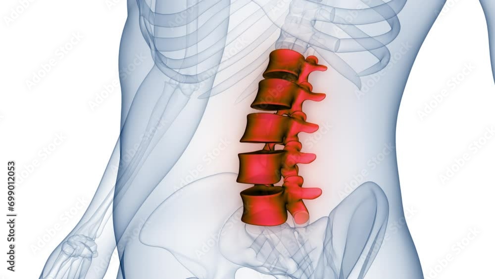 Vidéo Stock Spinal Cord Vertebral Column Lumbar Vertebrae of Human ...