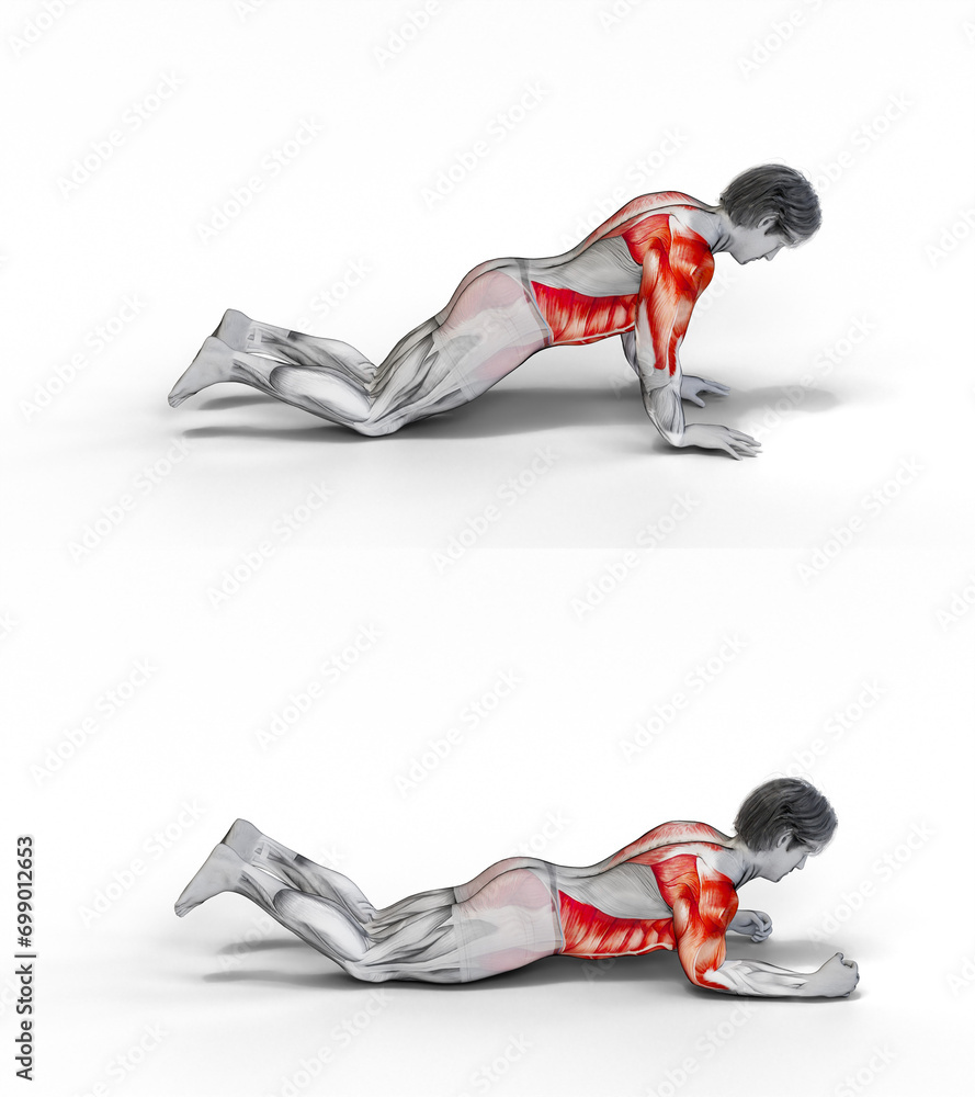 009 Dynamic Kneeling Plank. 3D Anatomy of fitness and bodybuilding. An ...