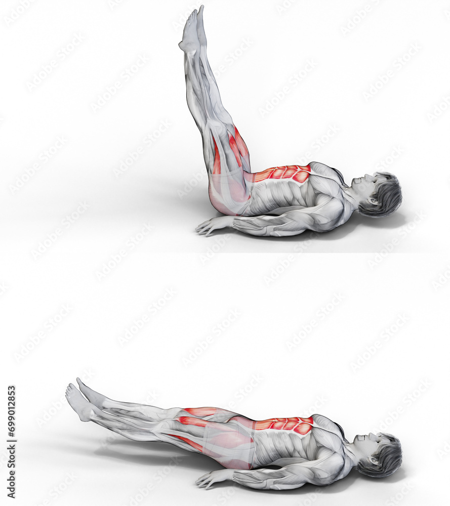 021 Lying Leg Raise. 3D Anatomy of fitness and bodybuilding. An ...