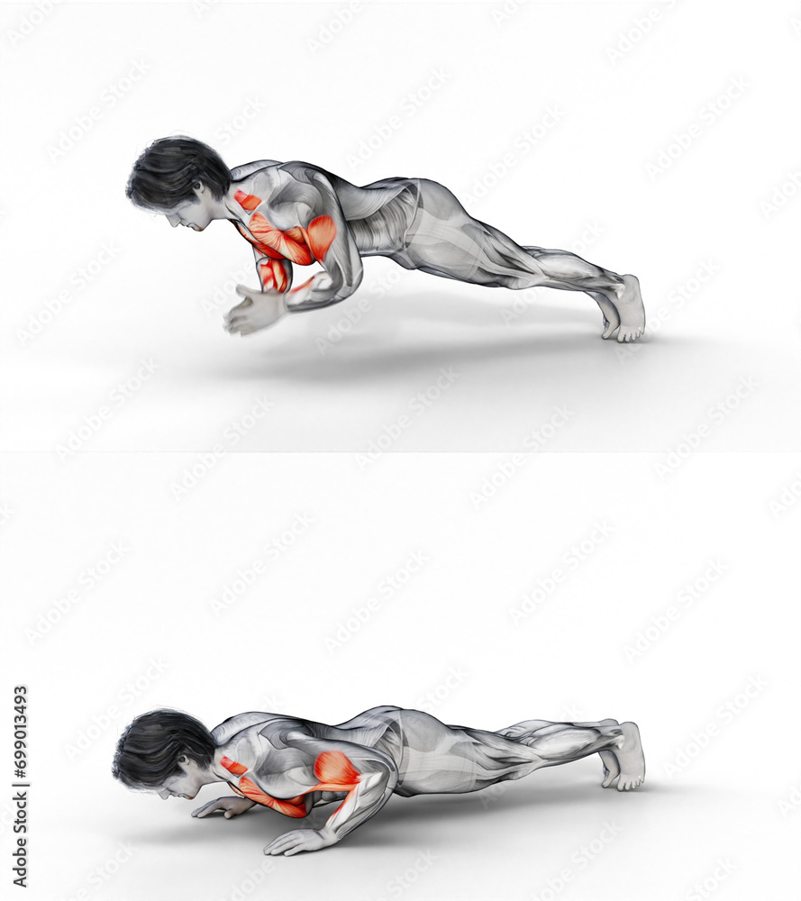 050 Plyometrics Clap Push-Up. 3D Anatomy of fitness and bodybuilding ...