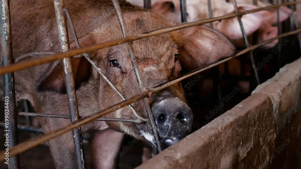 Close-up of a Big breeder pig in a cage on a pig farm, Pig Breeding ...