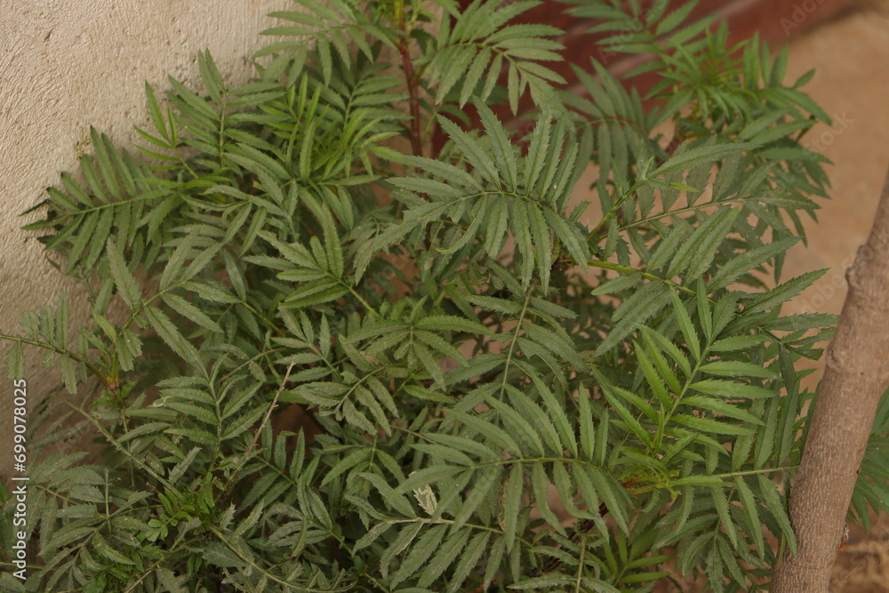 Plant leaves of Southern cone marigold or genda phool plant without the ...