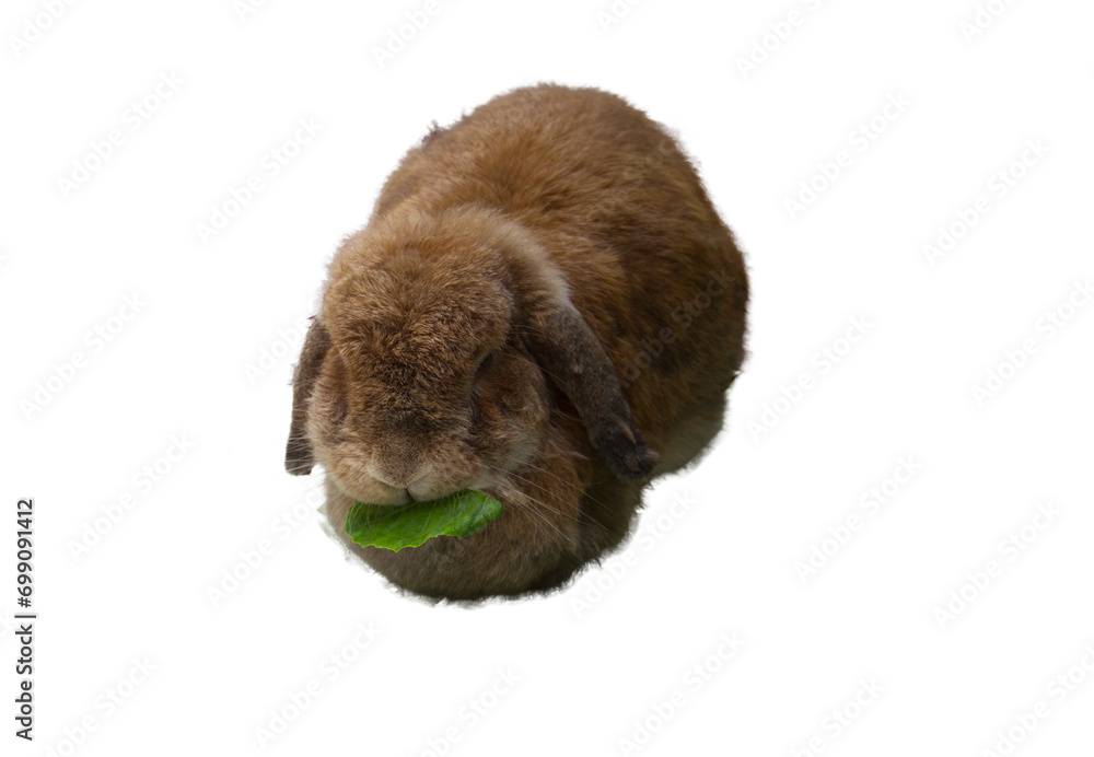 Cute rabbit with lop ears and chubby brown is eating vegetable in ...