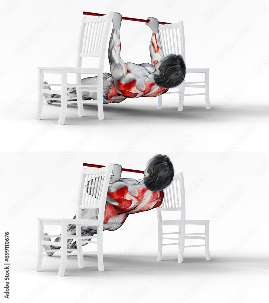 119 Inverted Row between Chairs. 3D Anatomy of fitness and bodybuilding ...