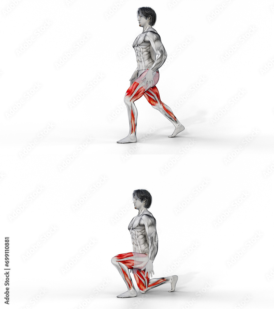 126 Split Squats. 3D Anatomy of fitness and bodybuilding. An ...