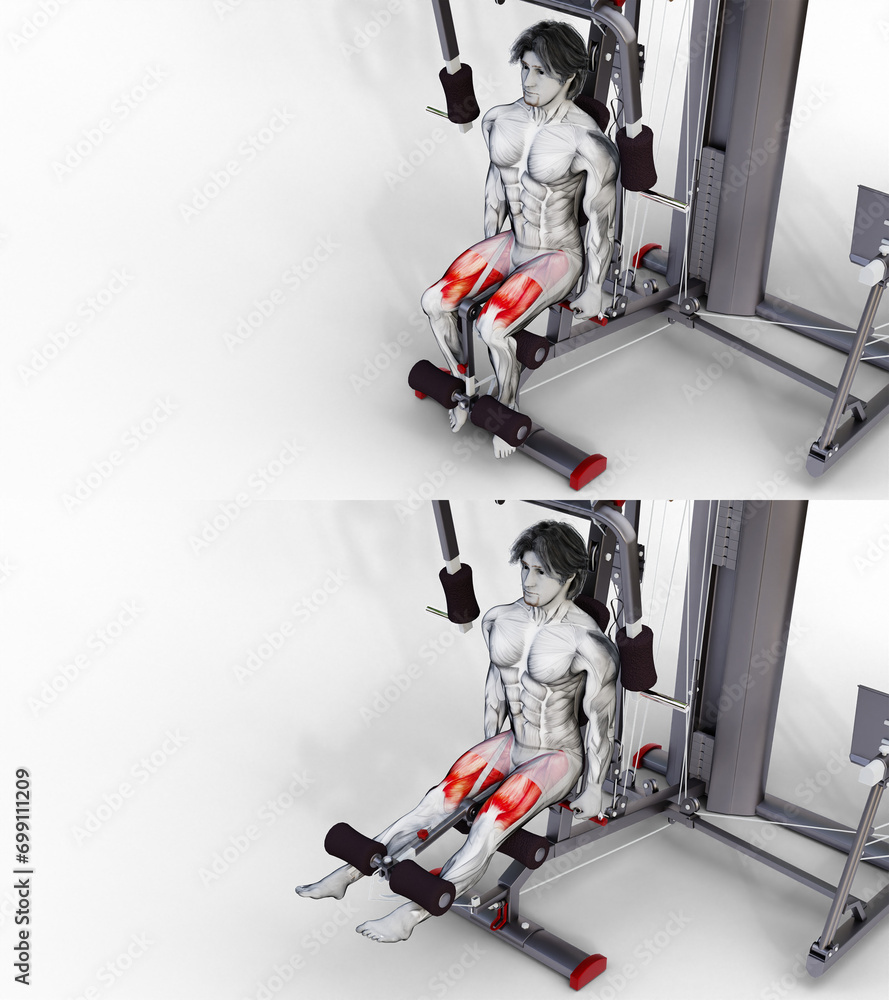 137 Lever Leg Extension. 3D Anatomy of fitness and bodybuilding. An ...