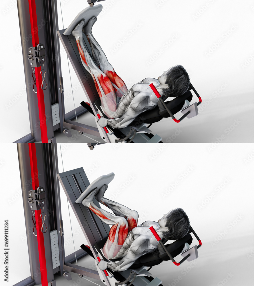 138 Leg Press Tri Set. 3D Anatomy of fitness and bodybuilding. An ...