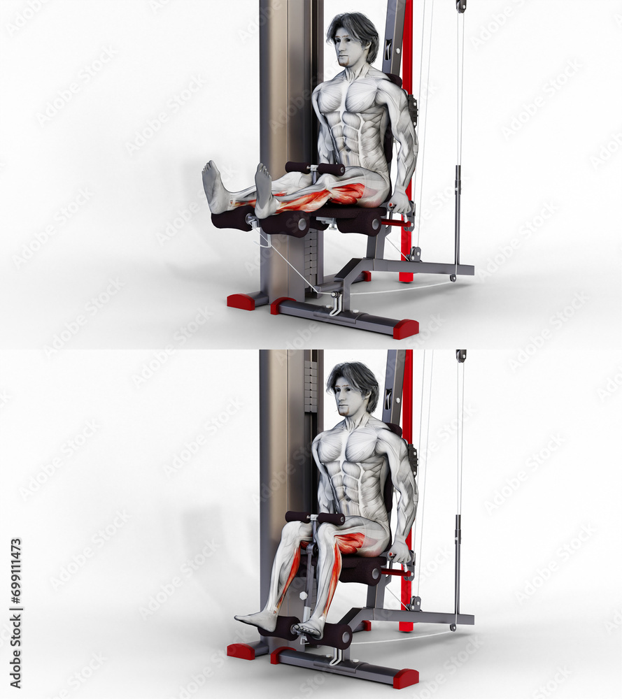 143 Leg Curls. 3D Anatomy of fitness and bodybuilding. An outstanding ...