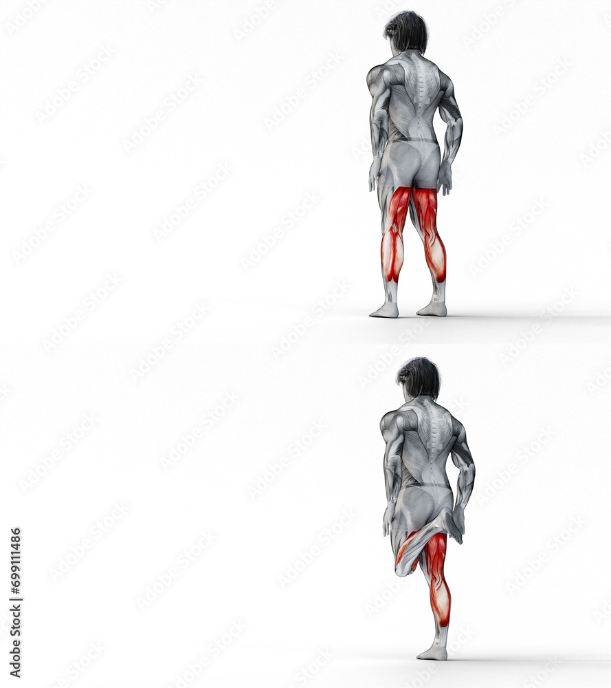 144 Standing hamstring curl. 3D Anatomy of fitness and bodybuilding. An ...