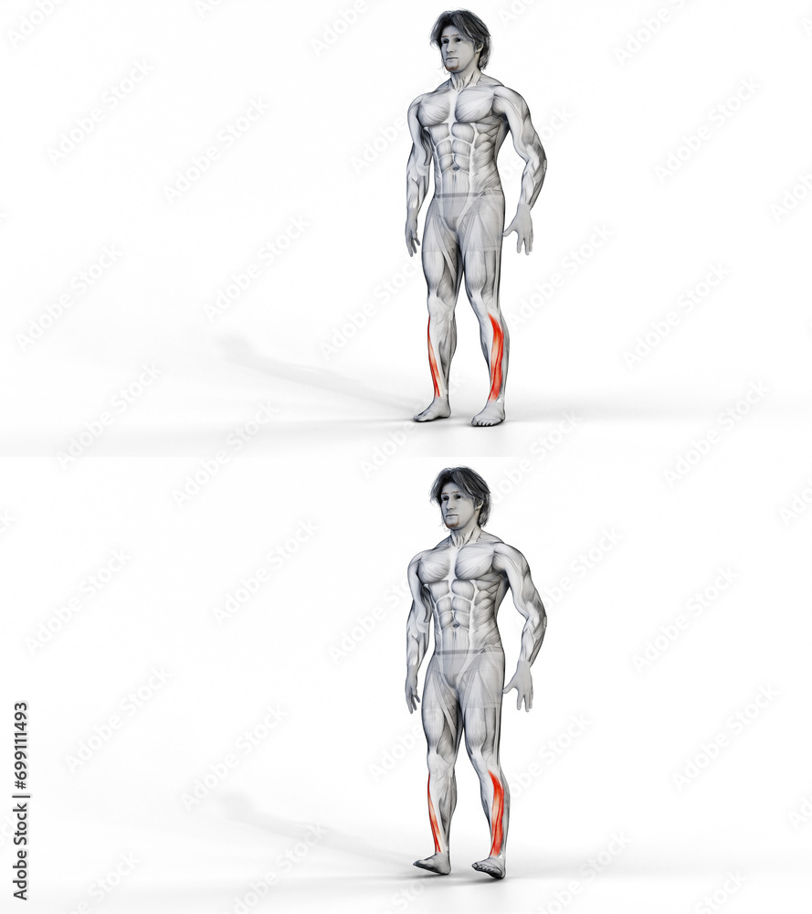 145 dorsi flexion. 3D Anatomy of fitness and bodybuilding. An ...