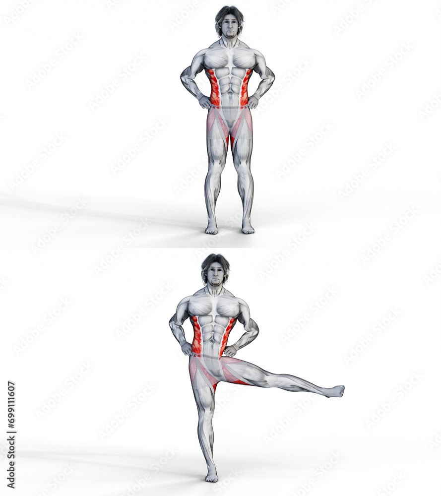 150 Side Leg Raise Standing L+R. 3D Anatomy of fitness and bodybuilding ...
