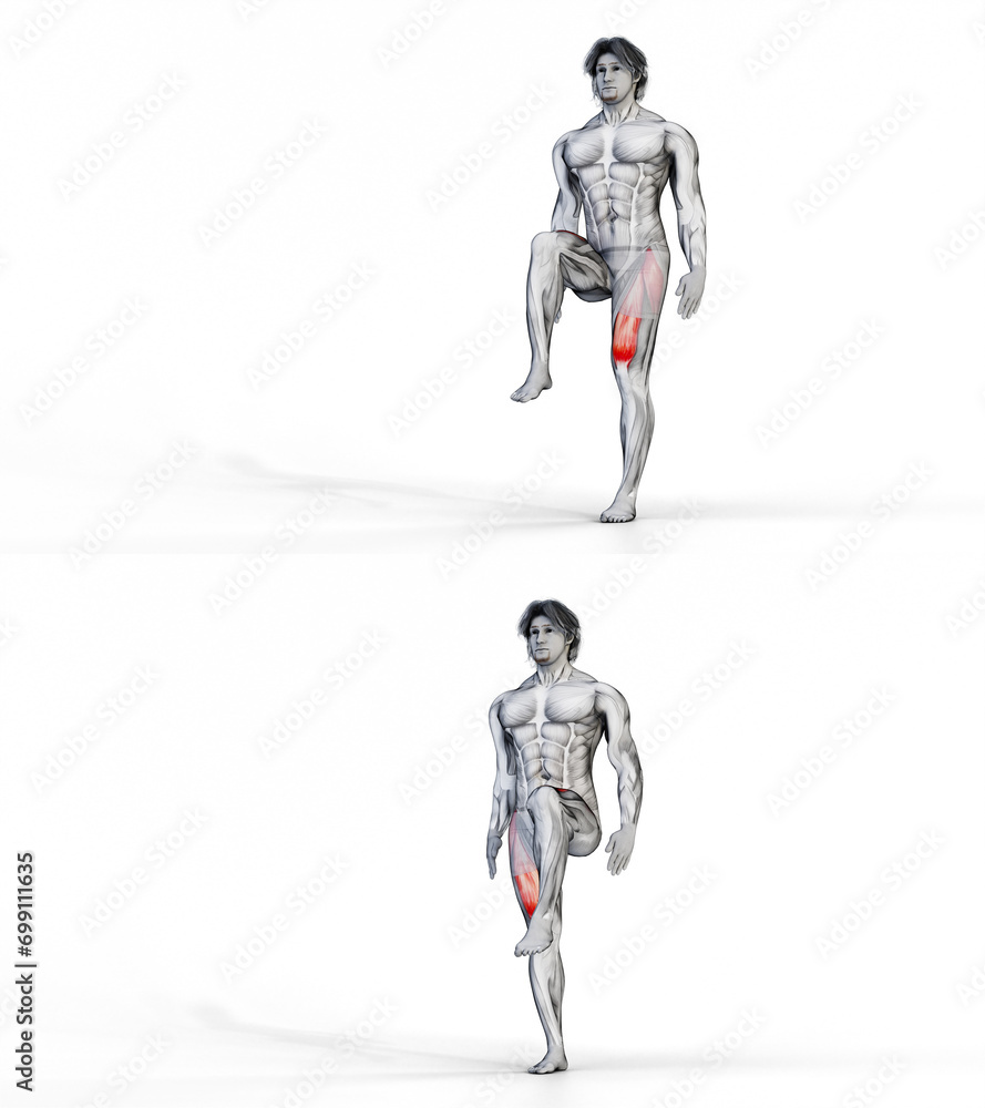 151 Hip Flexion L+R. 3D Anatomy of fitness and bodybuilding. An ...