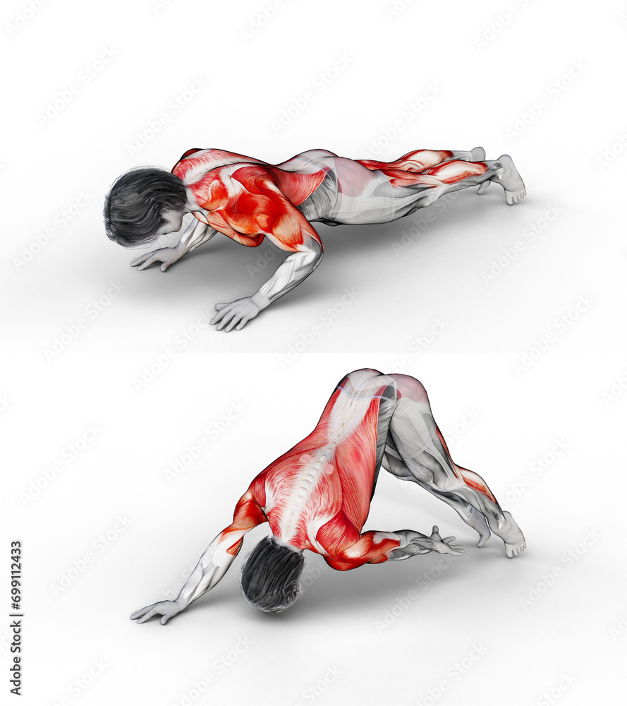 177 Push Up + Toe Touch. 3D Anatomy of fitness and bodybuilding. An ...