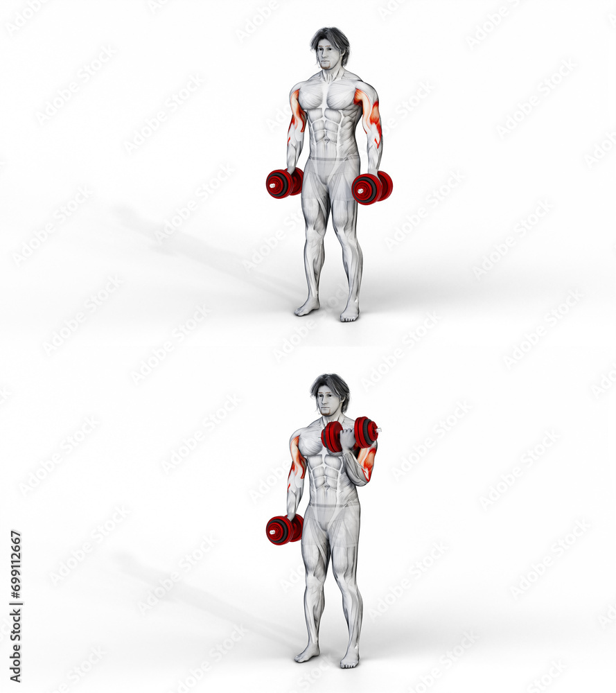 187 Dumbbell Alternate Biceps Curl. 3D Anatomy of fitness and ...