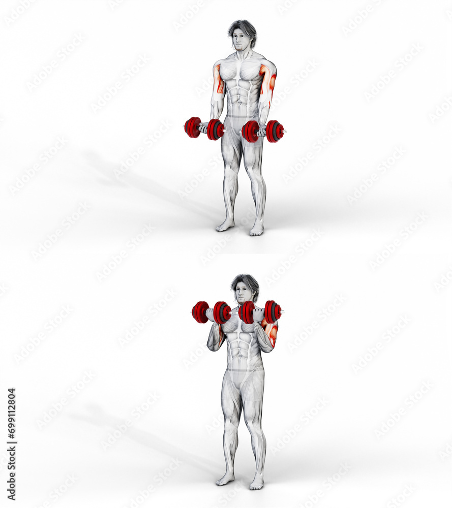 195 Dumbbell Drag Bicep Curl. 3D Anatomy of fitness and bodybuilding ...