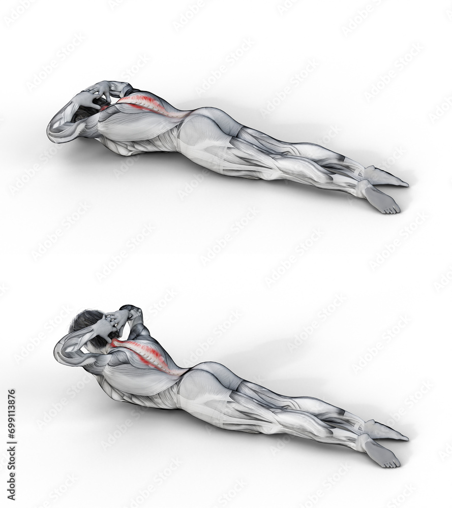 205 Lying Floor Hyperextension. 3D Anatomy of fitness and bodybuilding ...
