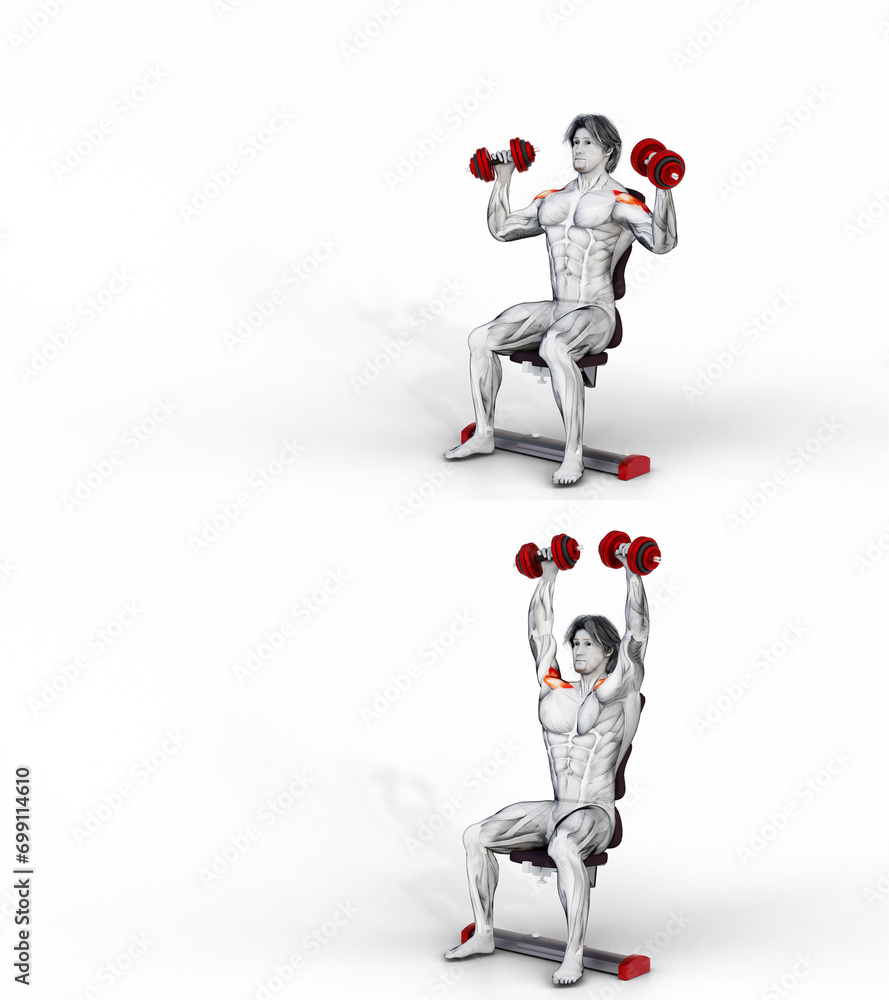 228 Shoulders- Dumbbell Seated Overhead Press. 3D Anatomy of fitness ...
