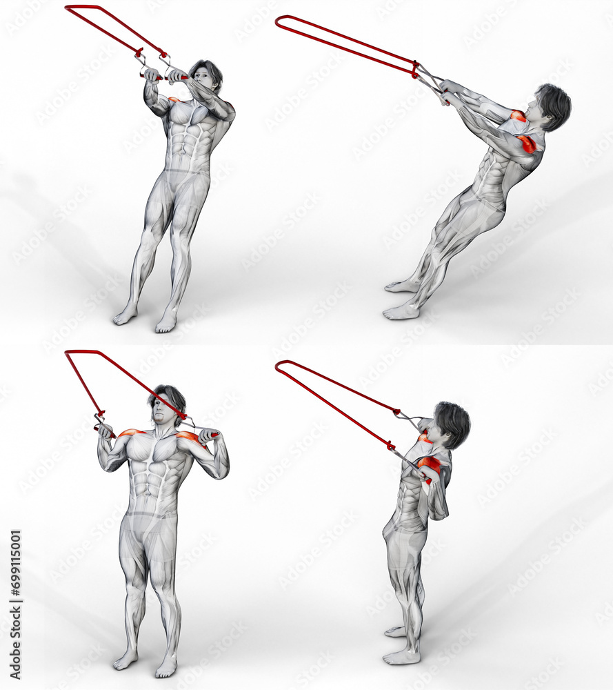 239 Shoulders- TRX Rear Delt Row. 3D Anatomy of fitness and ...