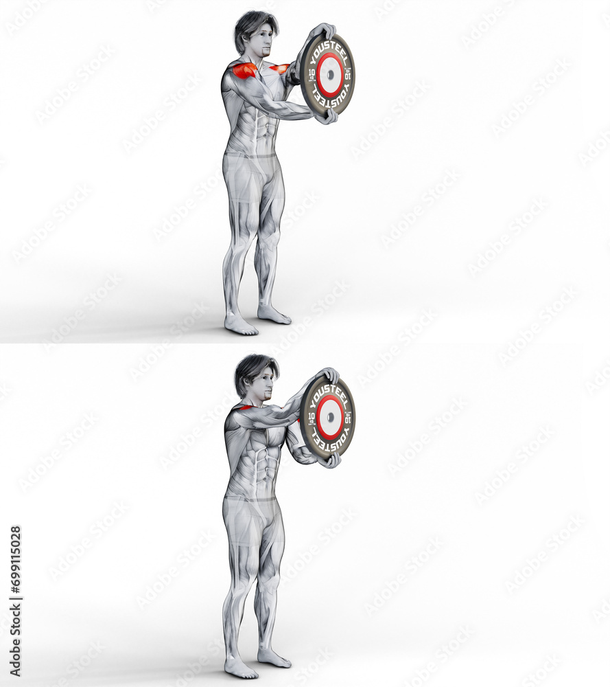 241 Shoulders- Plate Car Driver. 3D Anatomy of fitness and bodybuilding ...