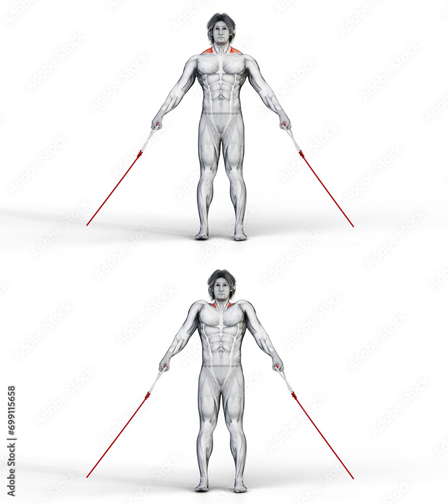 264 Traps - Cable 30 Degree Shrug. 3D Anatomy of fitness and ...