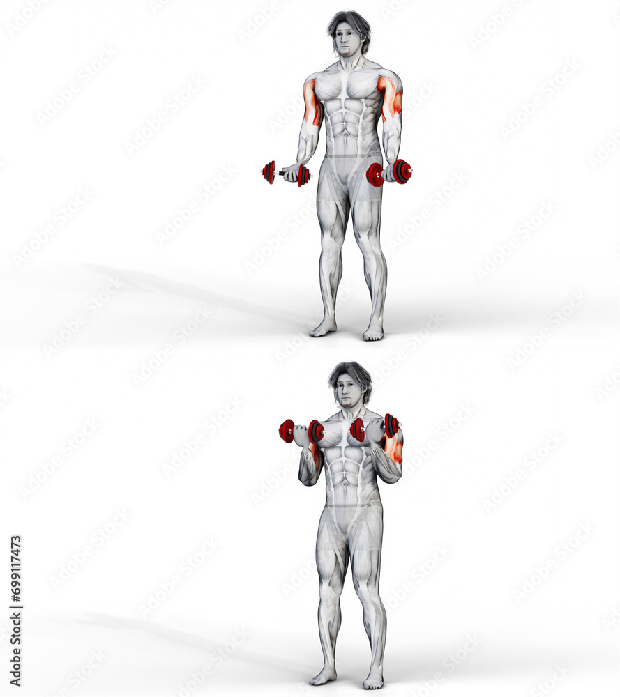 299 Biceps- Dumbbell Hammer Curl. 3D Anatomy of fitness and ...