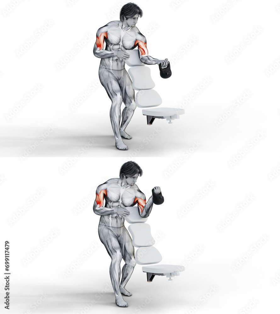 298 Biceps- Dumbbell Curl. 3D Anatomy of fitness and bodybuilding. An ...