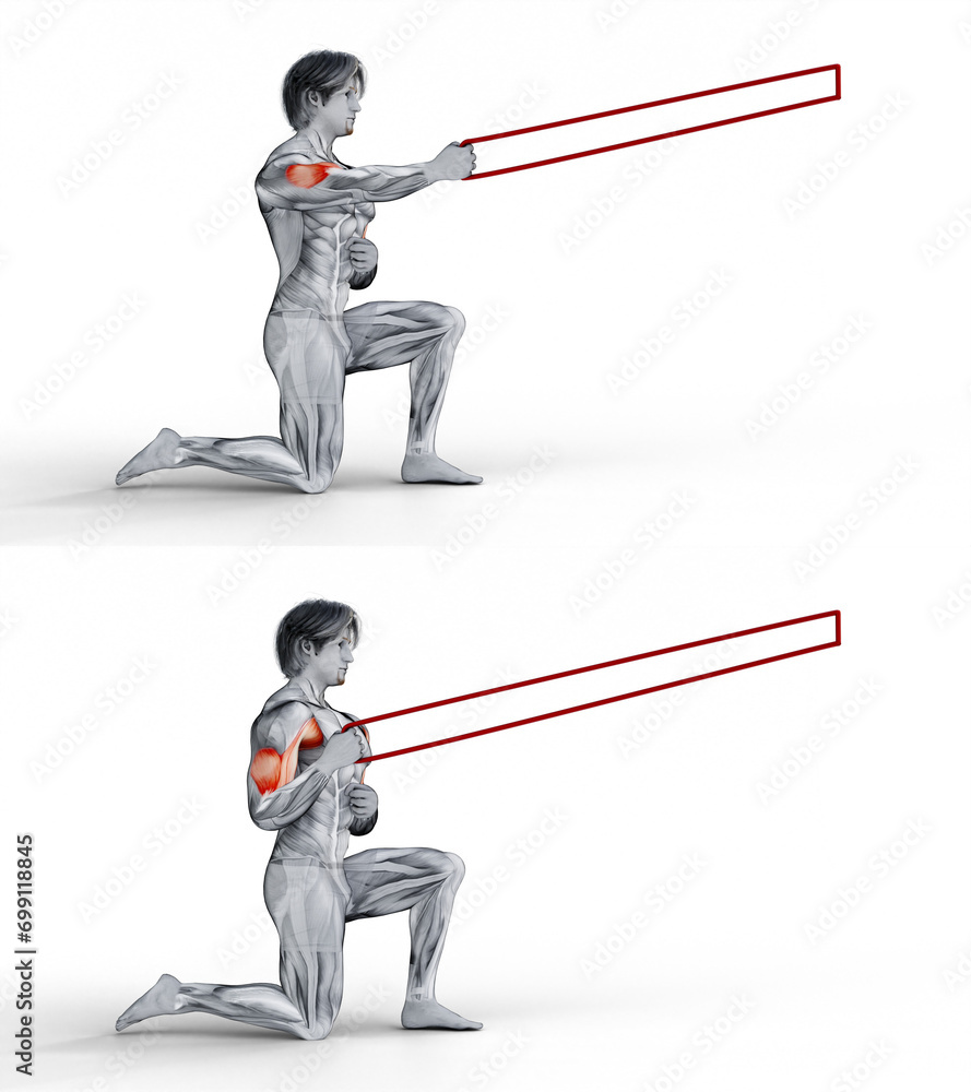 308 Biceps- Band Kneeling Single Arm Pulldown. 3D Anatomy of fitness ...