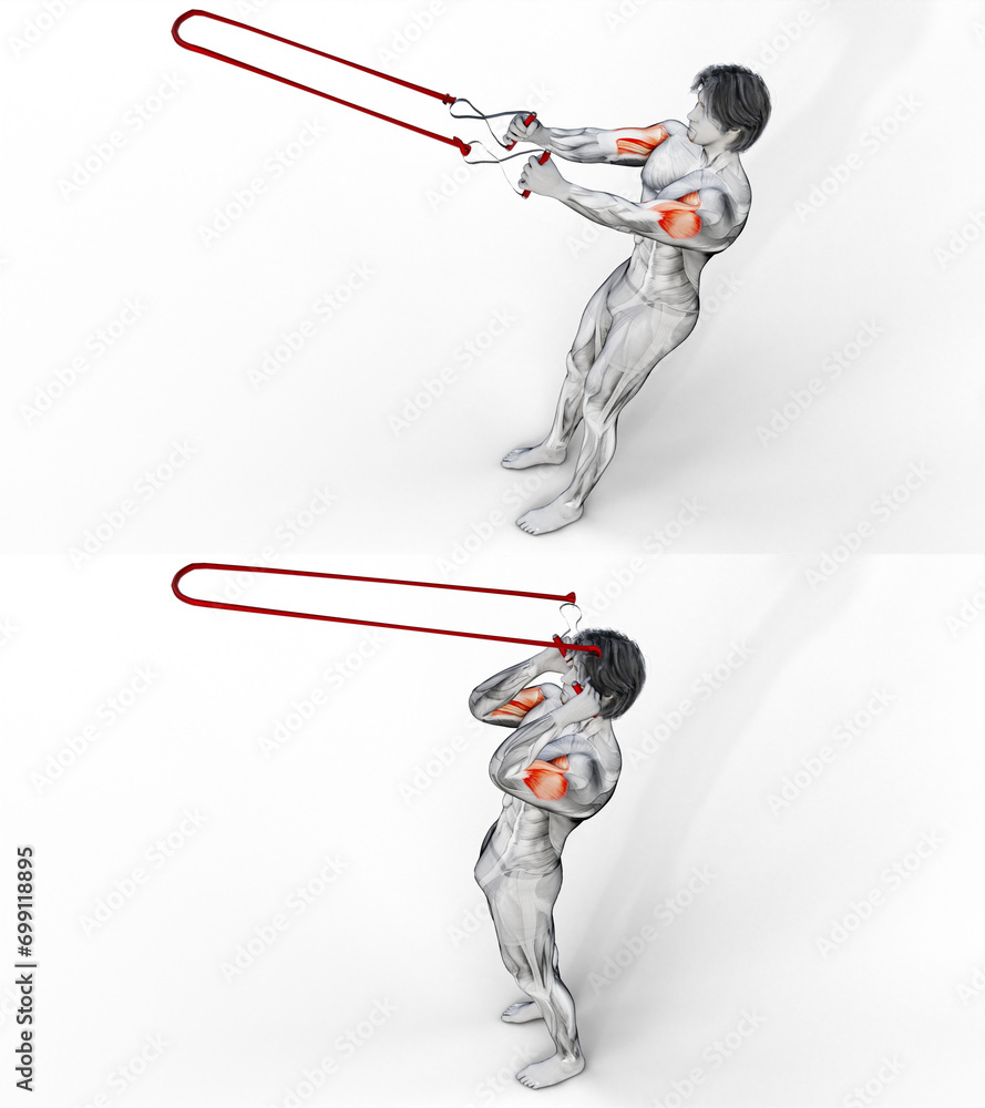 311 Biceps- TRX Hammer Curl. 3D Anatomy of fitness and bodybuilding. An ...