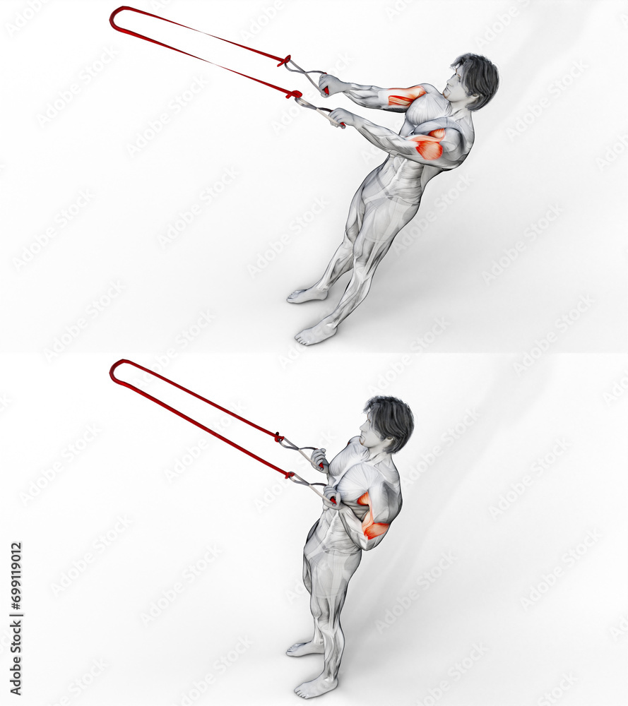 ภาพประกอบสต็อก 313 Biceps- TRX Rotating Row. 3D Anatomy of fitness and bodybuilding. An ...