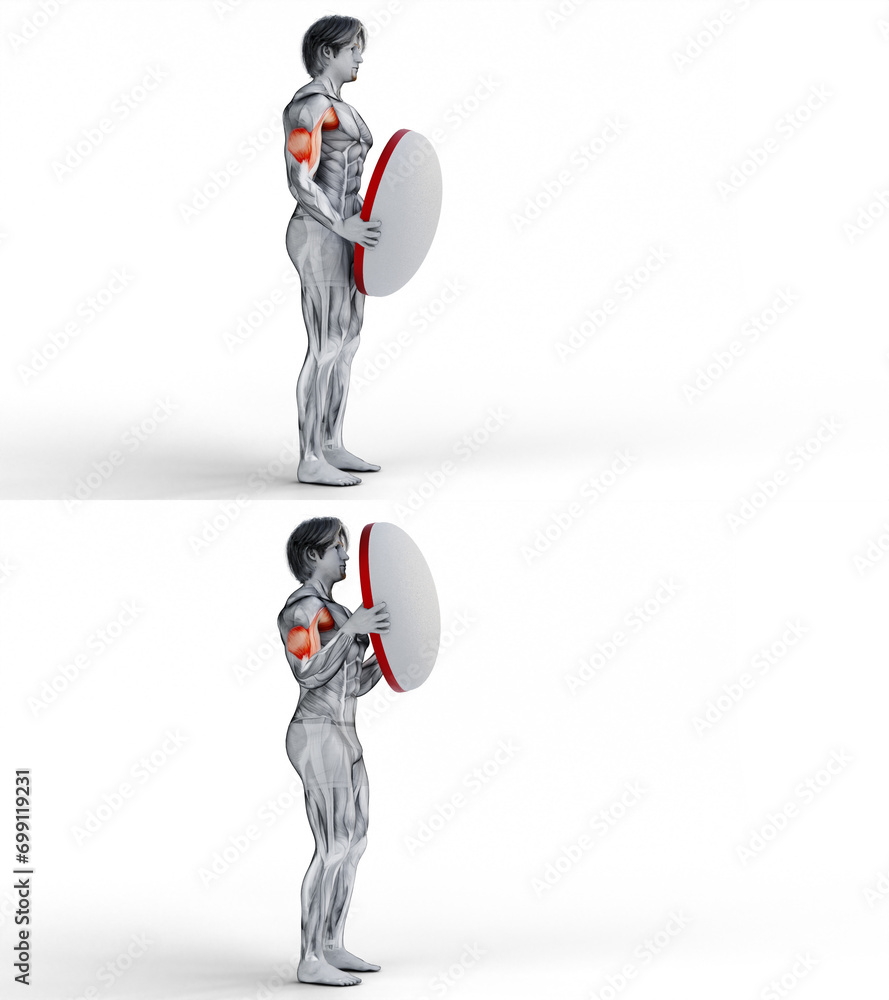 322 Biceps- Bosu-Ball -Curl. 3D Anatomy of fitness and bodybuilding. An ...