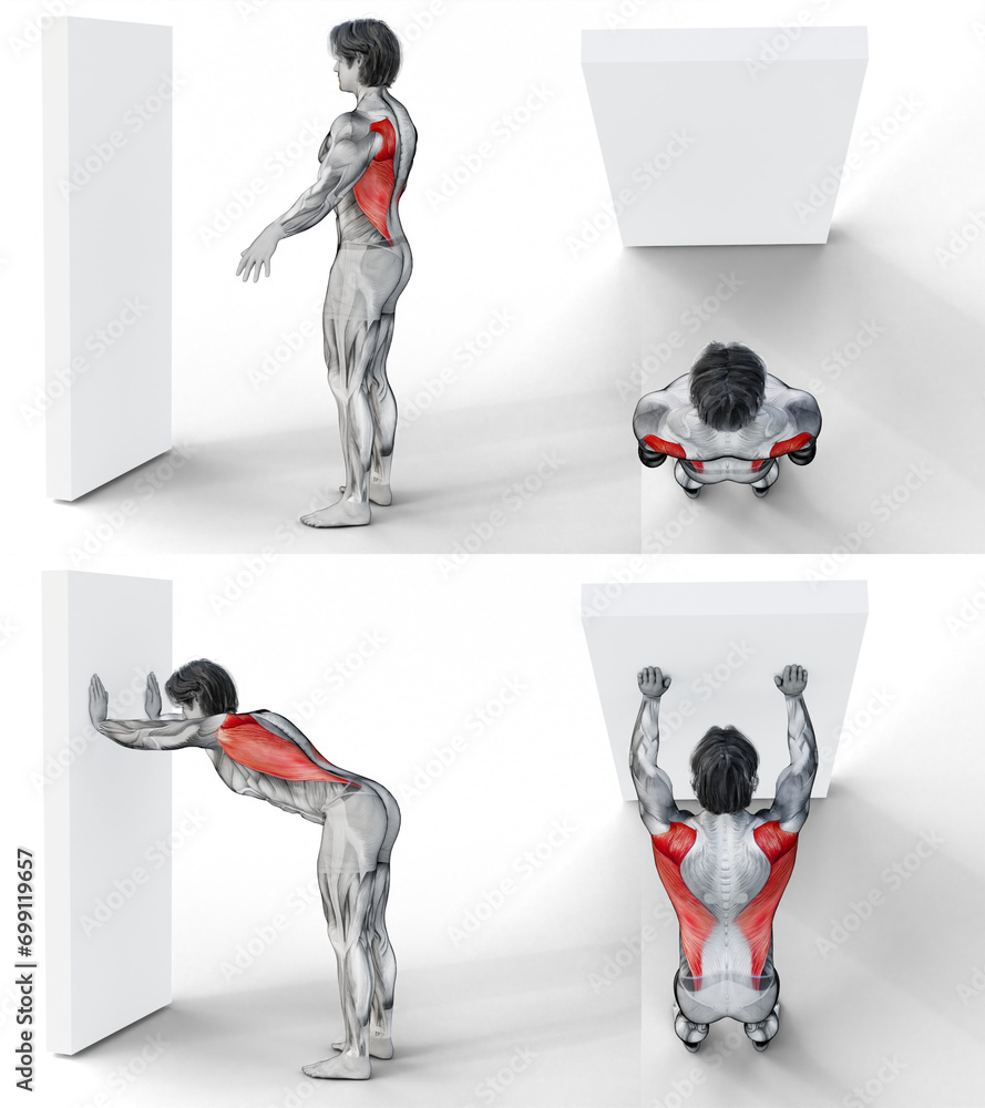 338 Lats Stretch Variation One. 3D Anatomy of fitness and bodybuilding ...